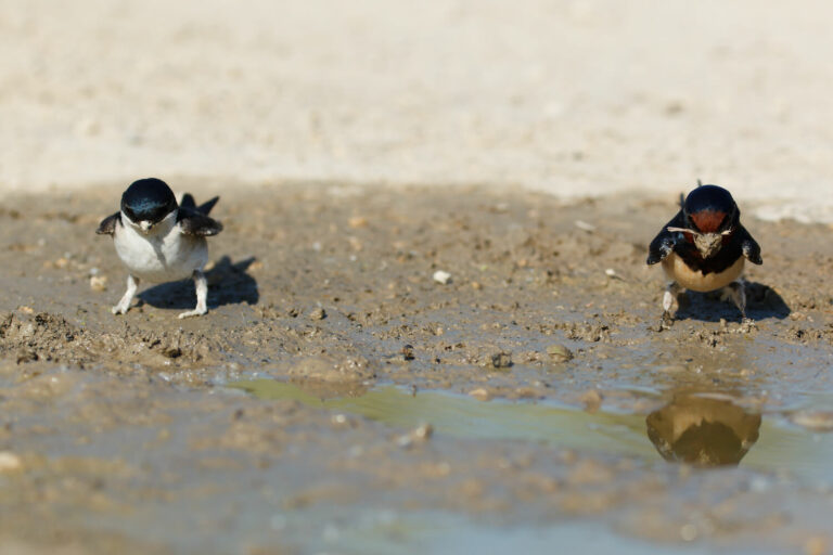 House martin: song, nest & migration - Plantura