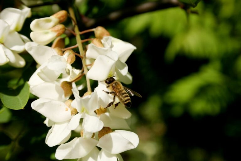 Trees for bees: our top 10 - Plantura
