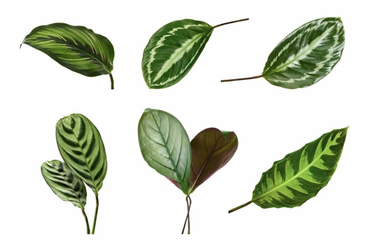 Calathea: how to care for, repot & propagate - Plantura