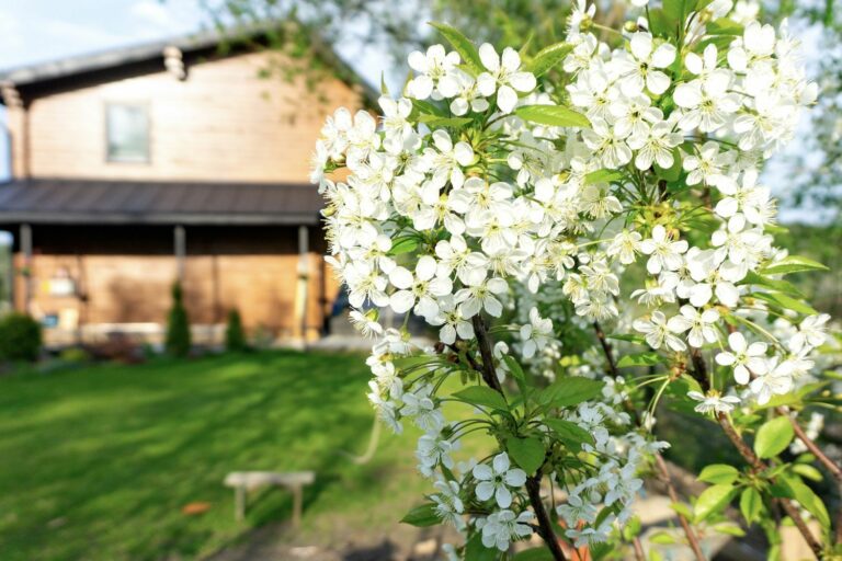 Planting cherry trees: when, how & expert tips - Plantura