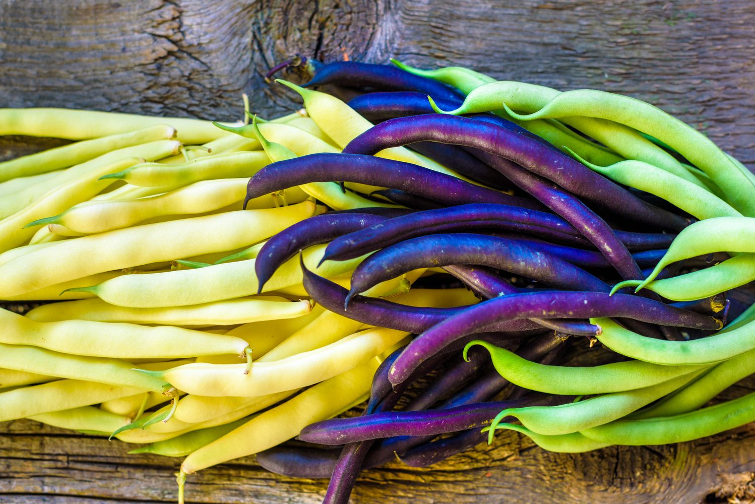 Types of beans: new & heirloom - Plantura