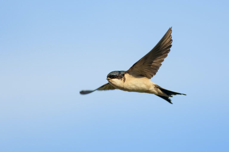 House martin: song, nest & migration - Plantura