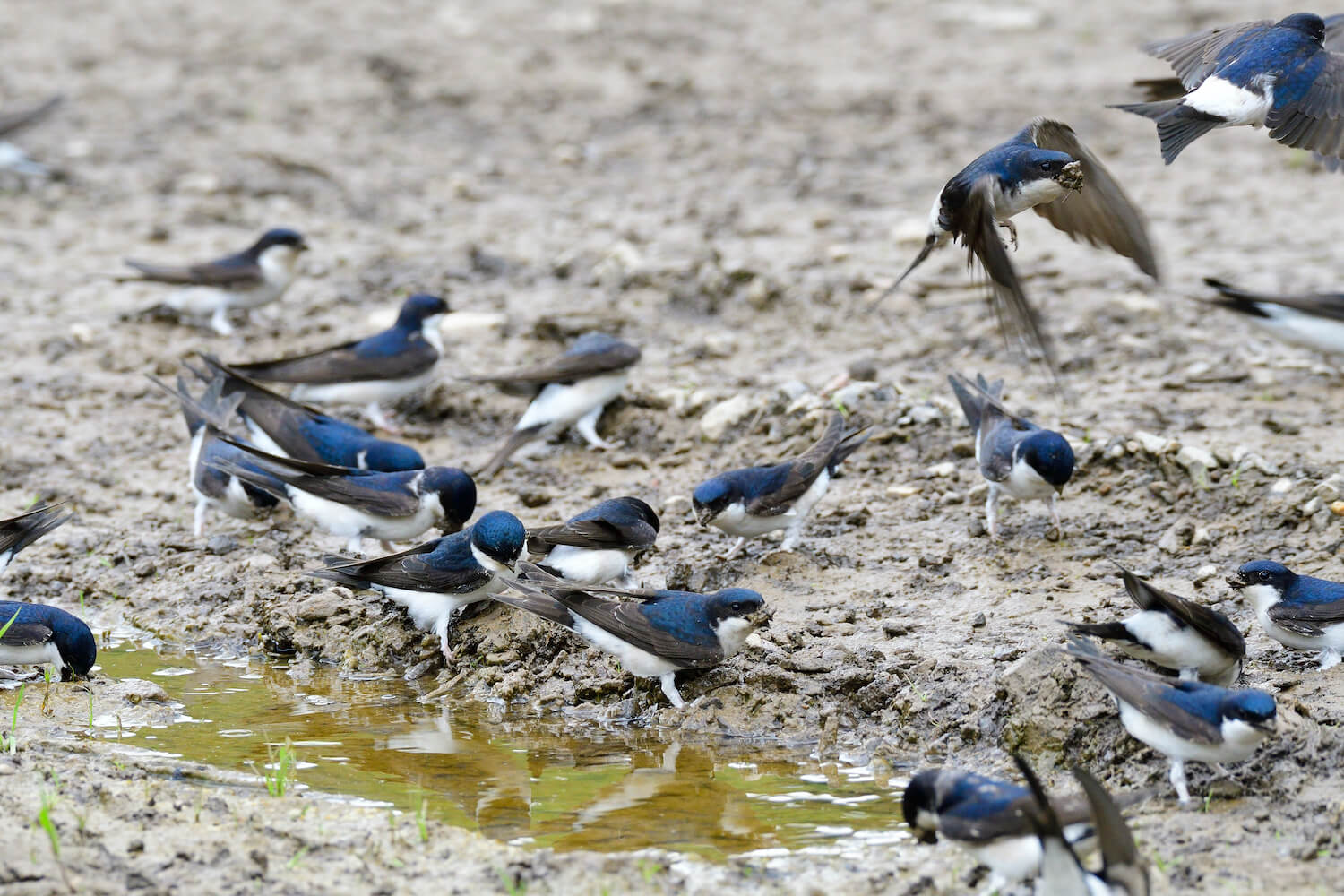 House martin: song, nest & migration - Plantura