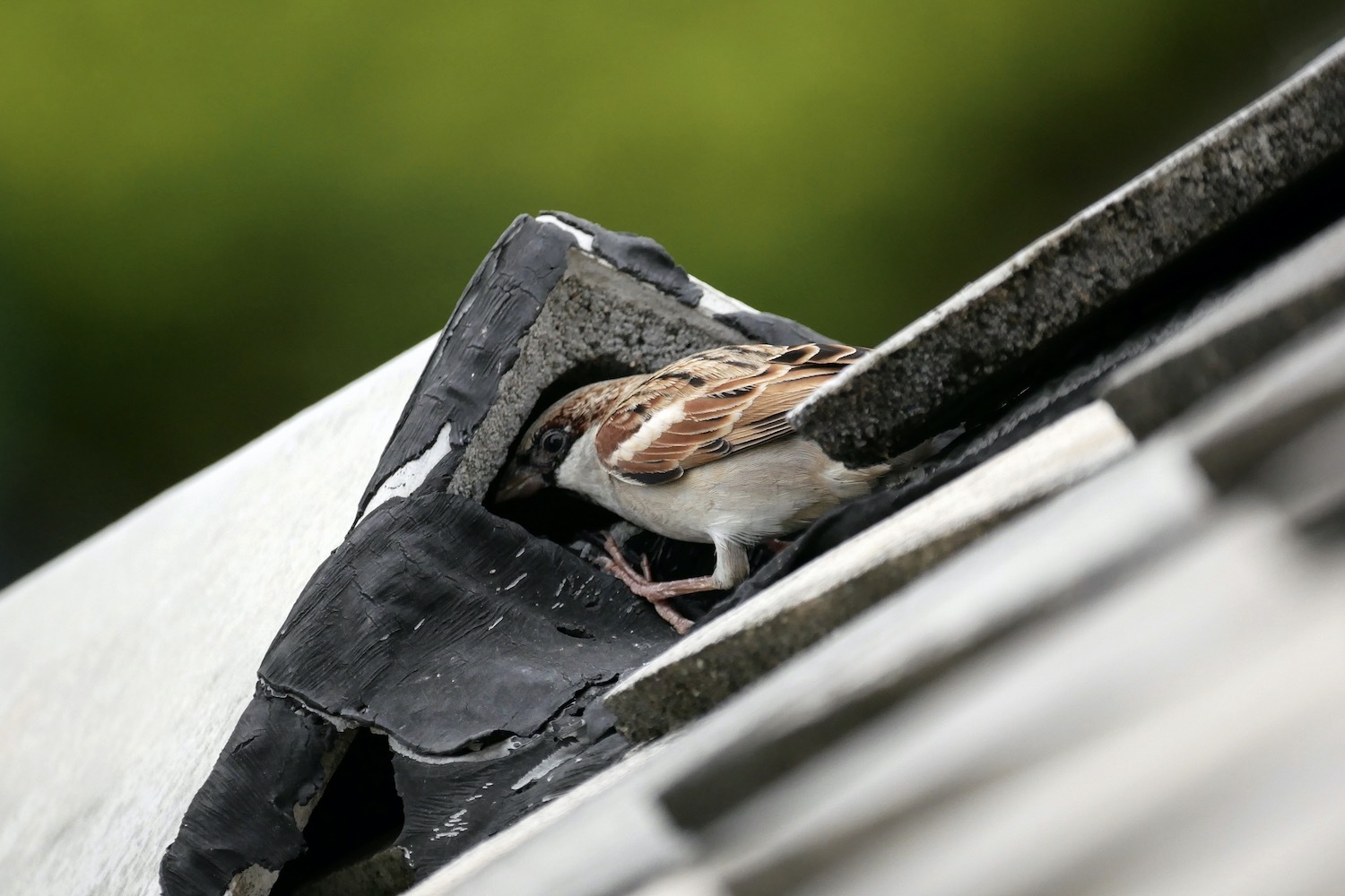House sparrows: females, nest & egg - Plantura