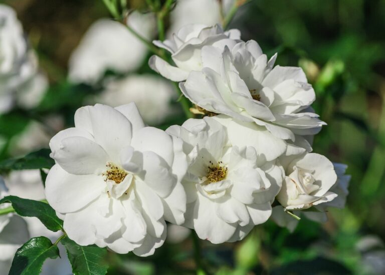 White roses: our top 15 - Plantura