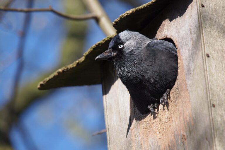 Jackdaw: call, nest & babies - Plantura