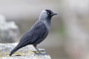 Jackdaw: call, nest & babies - Plantura