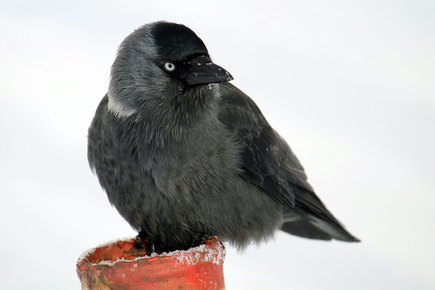 Jackdaw: call, nest & babies - Plantura
