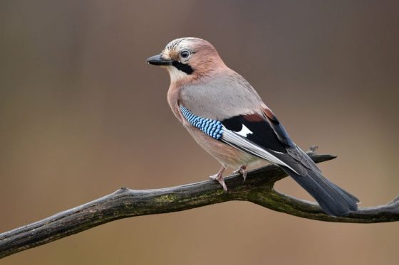 Jay: song, babies & feathers - Plantura