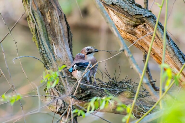 Jay: song, babies & feathers - Plantura