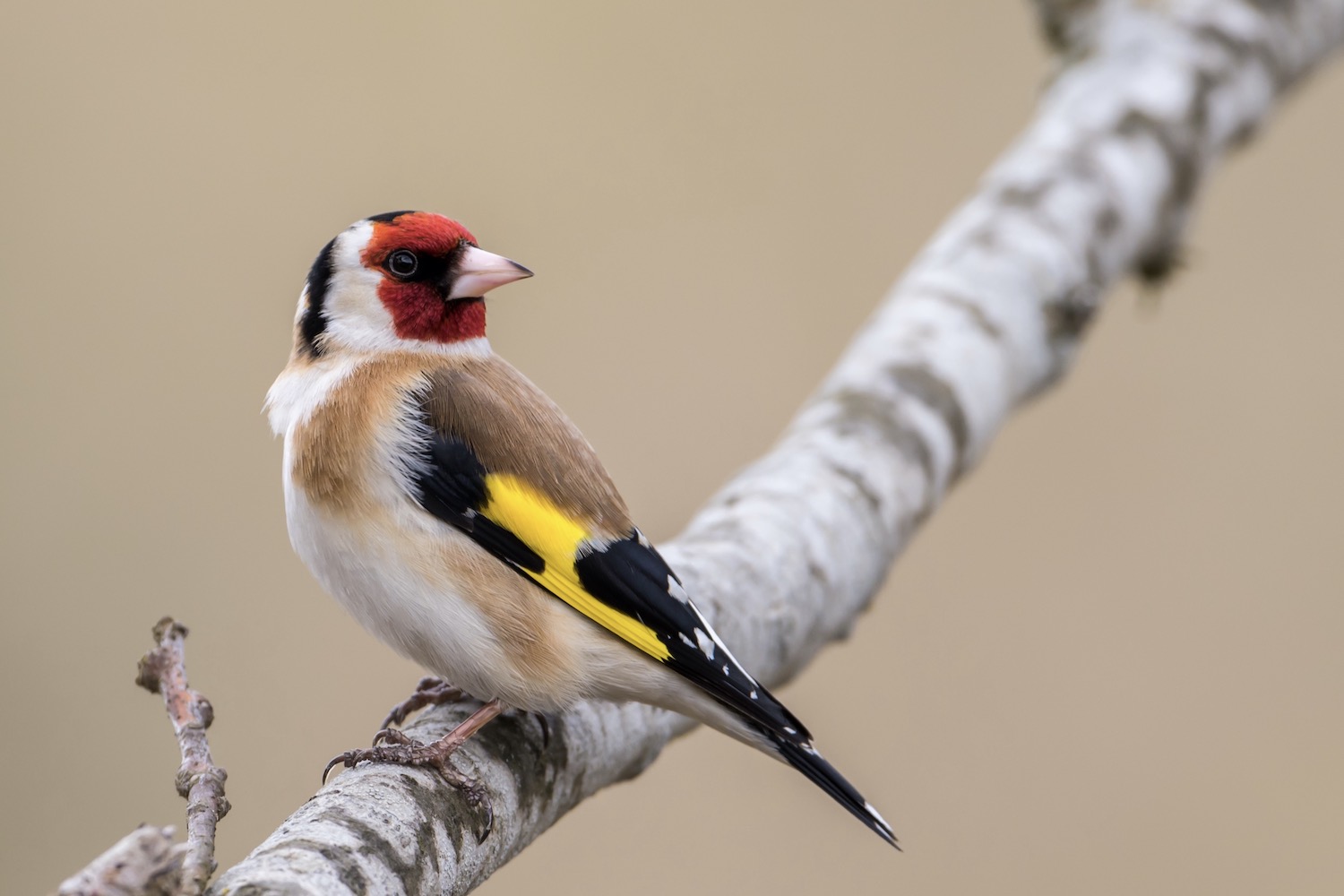 Goldfinch: song, eggs & facts - Plantura