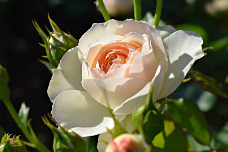 White roses: our top 15 - Plantura