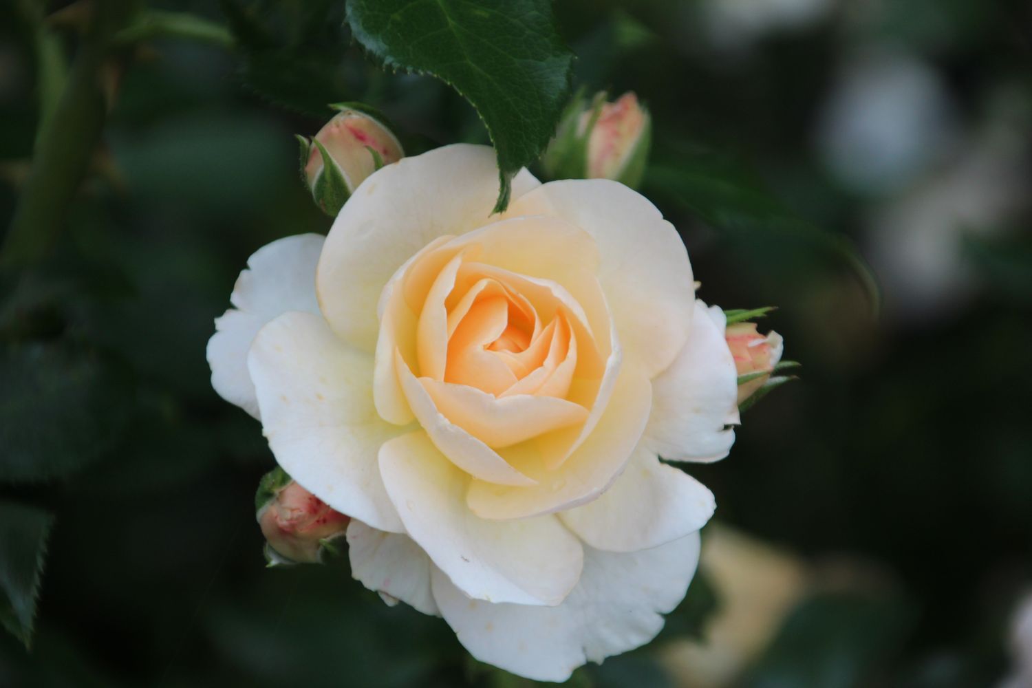 White roses: our top 15 - Plantura