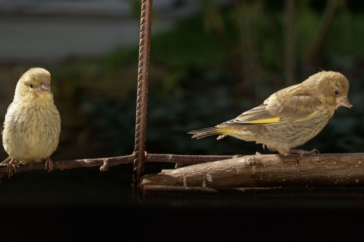 Greenfinch: females, song & babies - Plantura