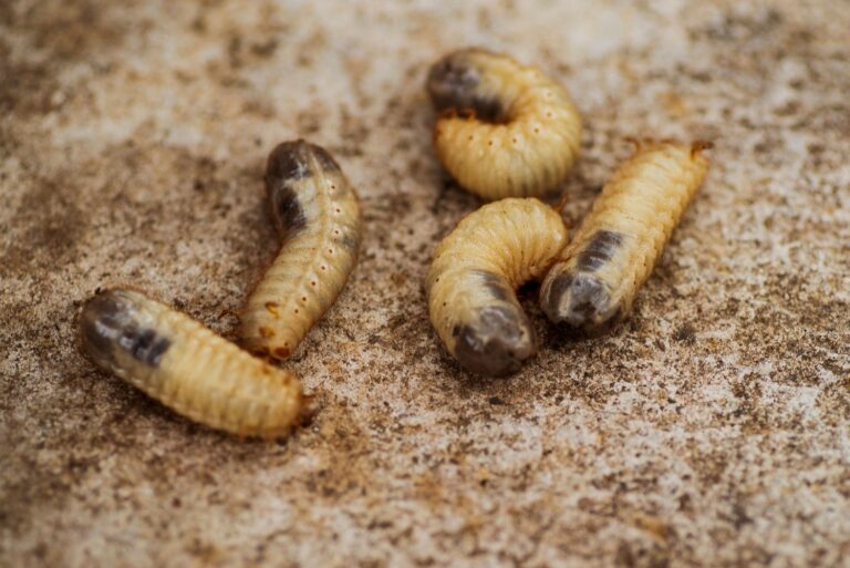 How to detect, prevent & treat woodworms - Plantura