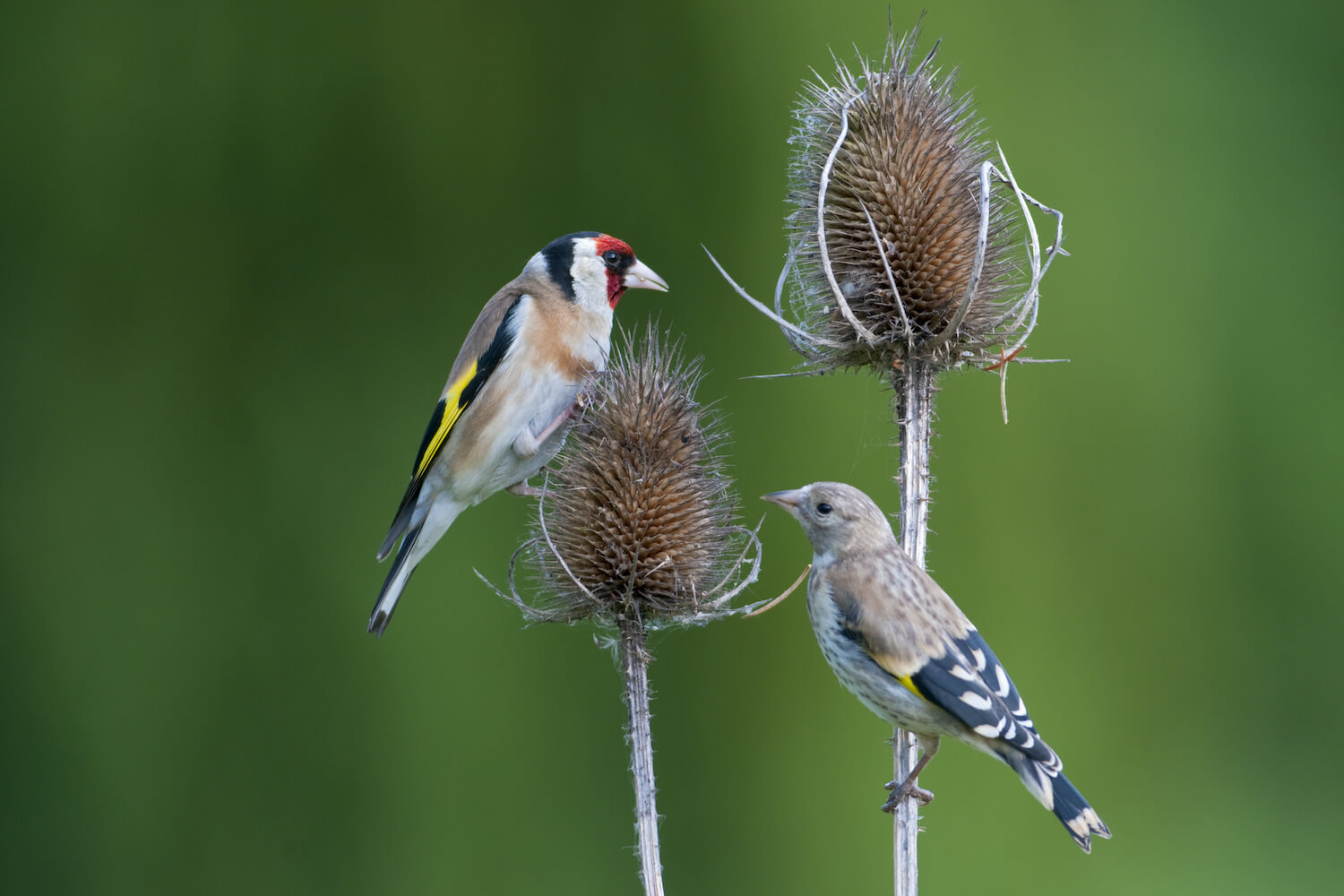 Goldfinch: song, eggs & facts - Plantura