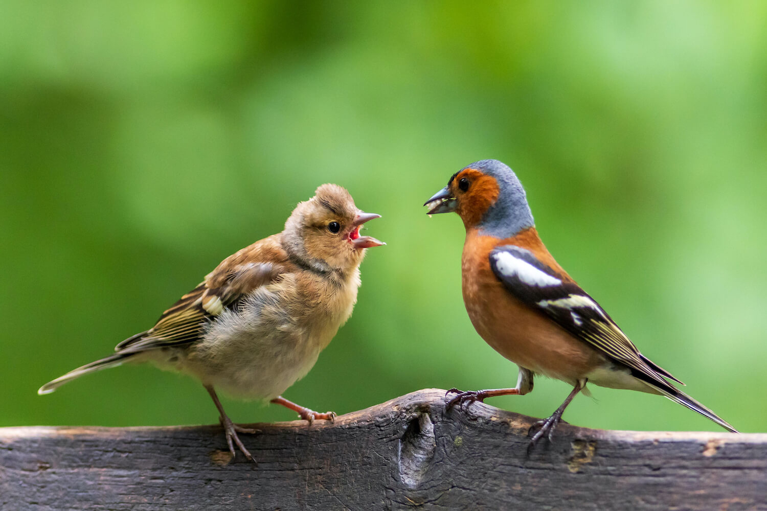 Chaffinch: song, males & females - Plantura