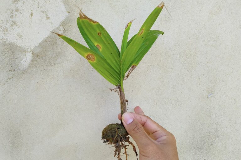 Areca palm: care & location - Plantura