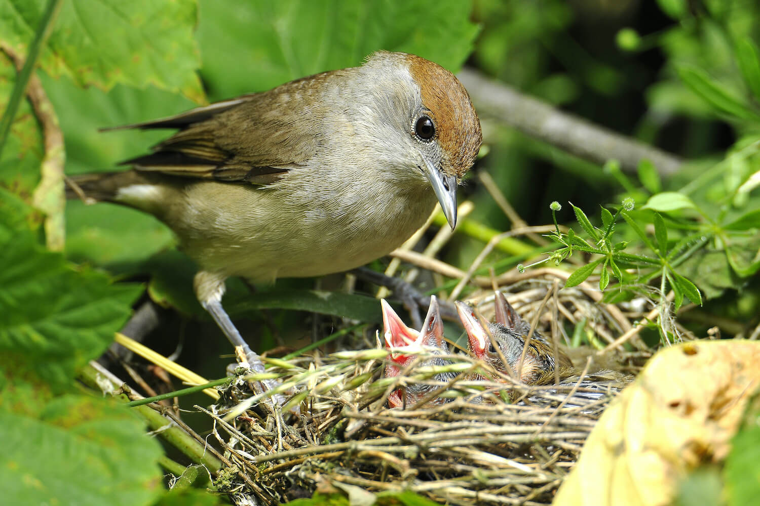 Blackcap: song, females & nest - Plantura