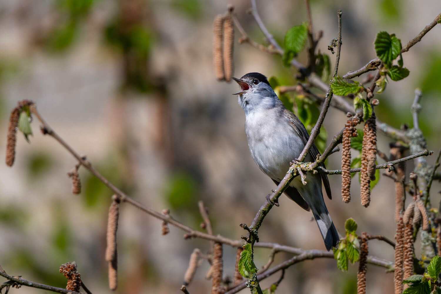 Blackcap: song, females & nest - Plantura