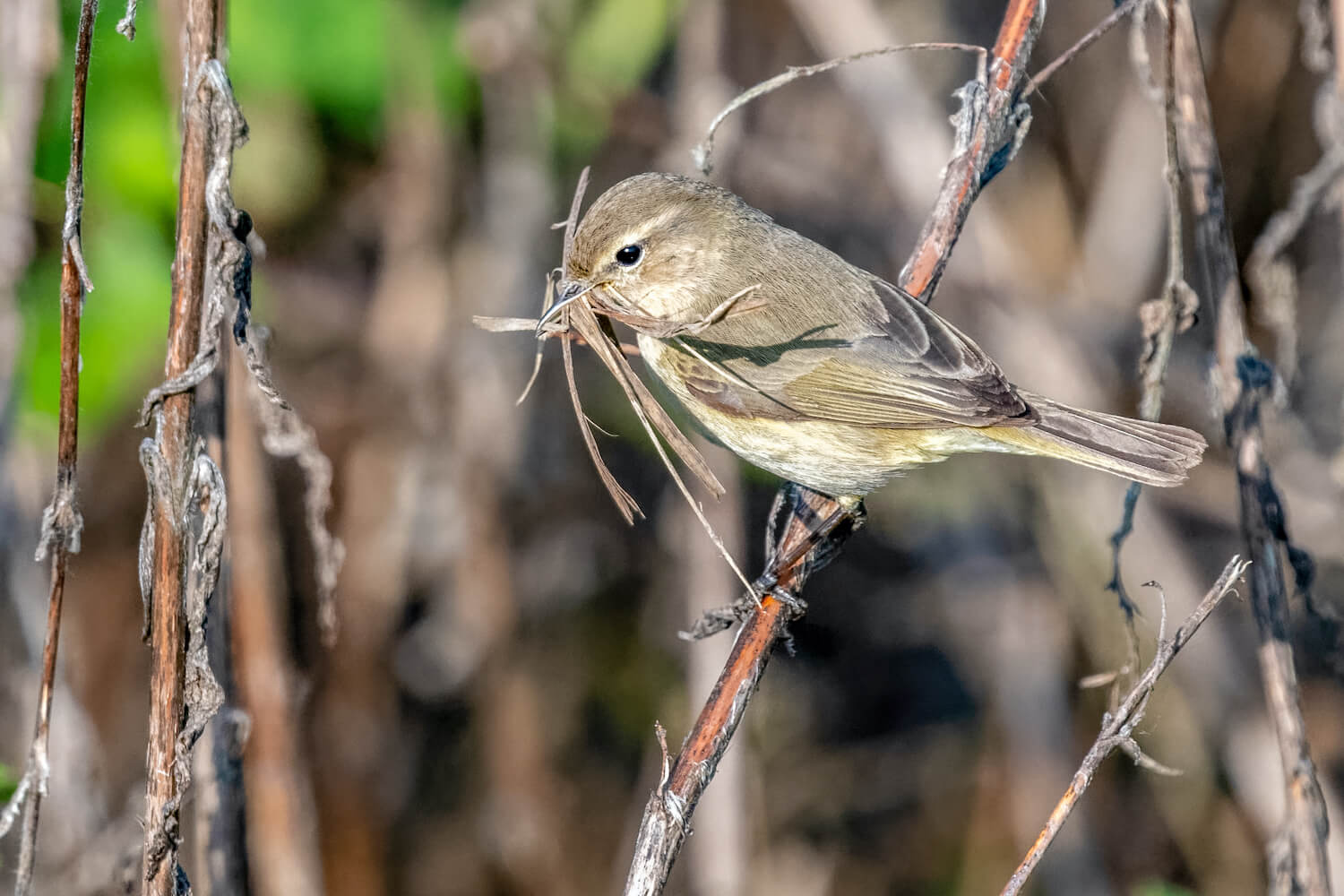 Chiffchaff: song, nest & identification - Plantura