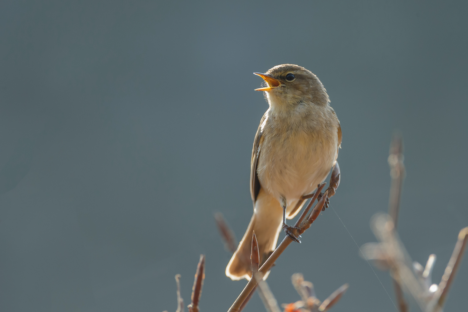 Chiffchaff: song, nest & identification - Plantura