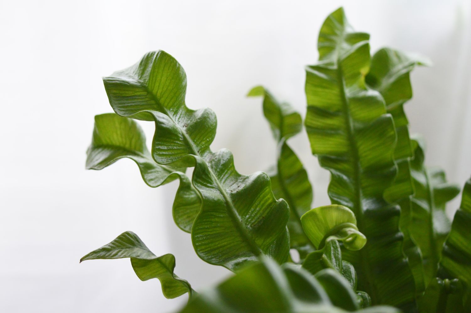 Bird’s nest fern: planting & care - Plantura
