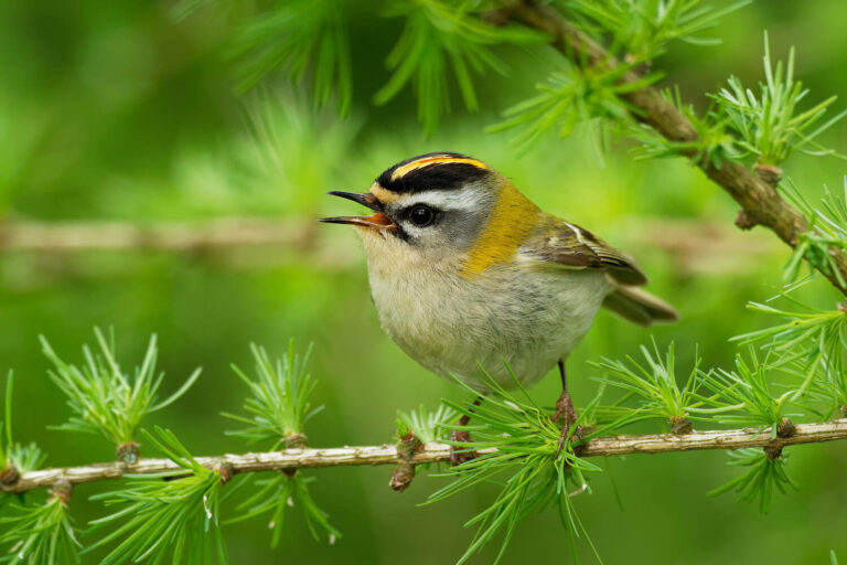 Goldcrest: song, females & eggs - Plantura