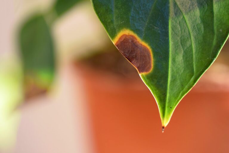 Flamingo plant: care, location & propagation - Plantura
