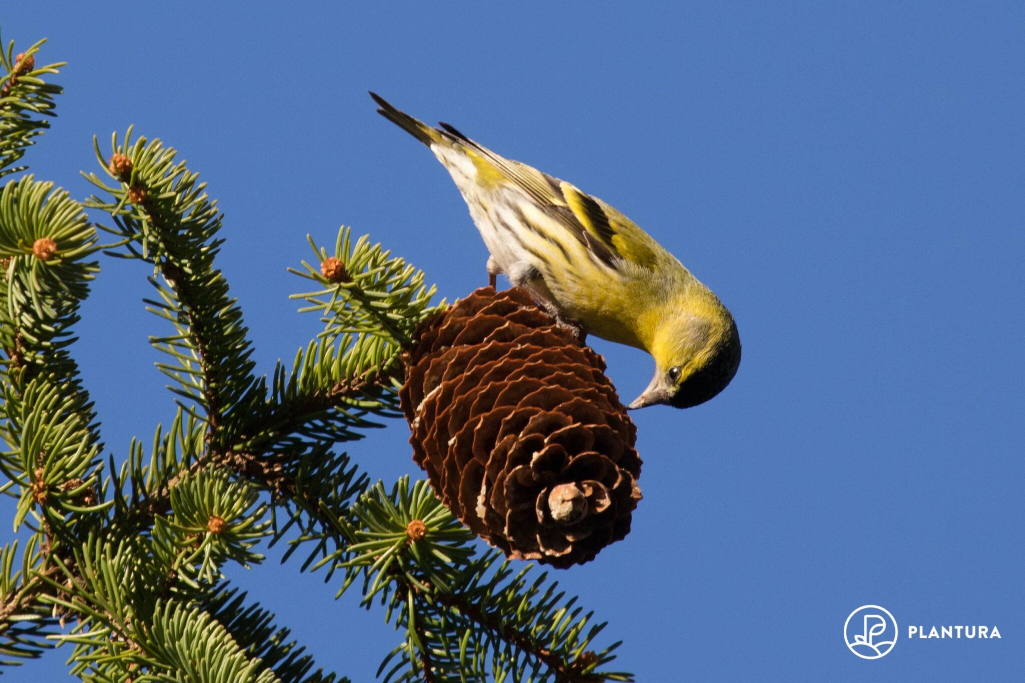 Goldfinch: song, eggs & facts - Plantura