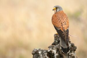 Kestrel: females, babies & call - Plantura