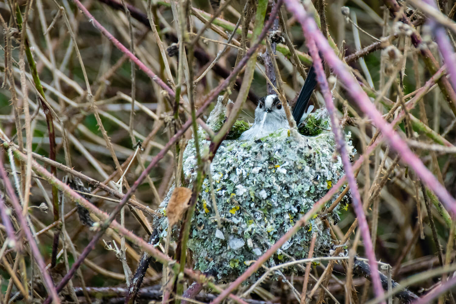 Long Tailed Tit Song Nest And Habitat Plantura