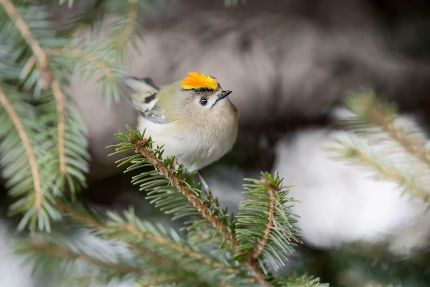 Goldcrest: song, females & eggs - Plantura