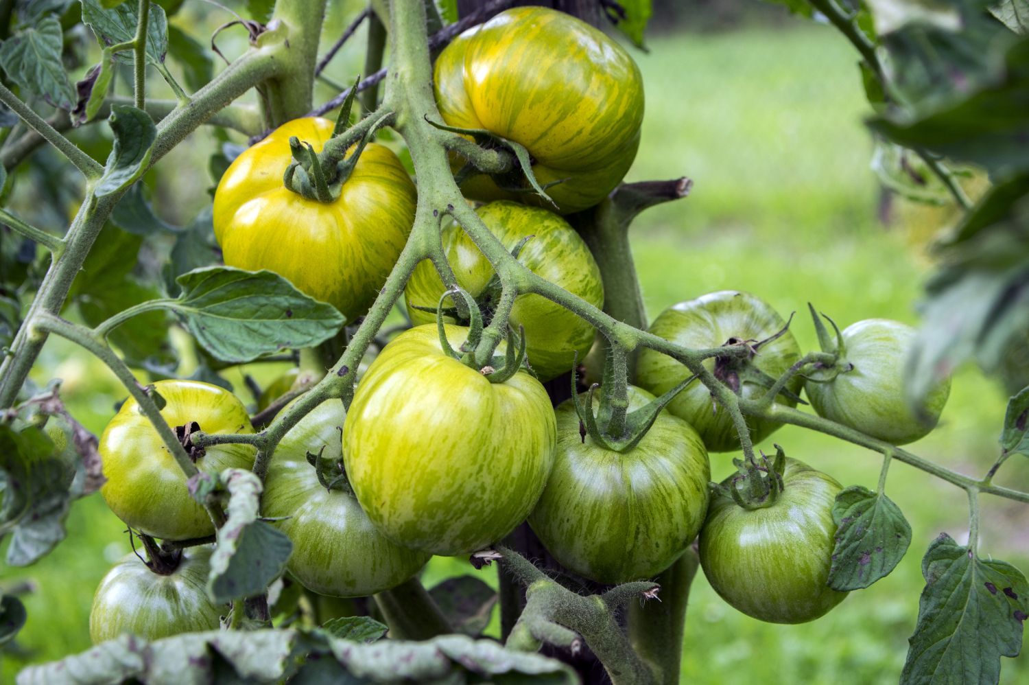 Green Zebra tomato: growing & care - Plantura
