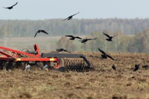 Rook: nest, call & egg - Plantura