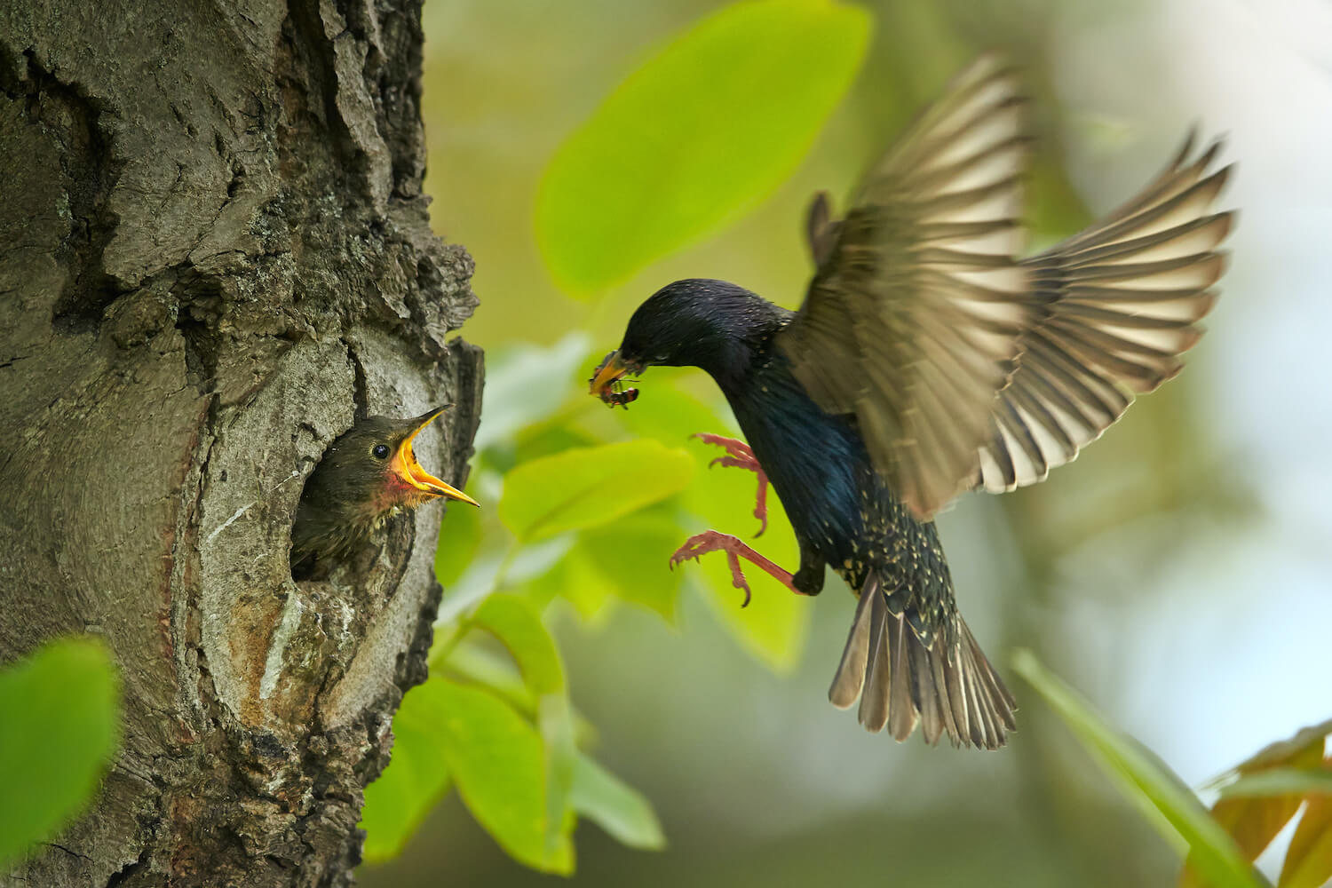 Starlings: eggs, babies & murmurations - Plantura