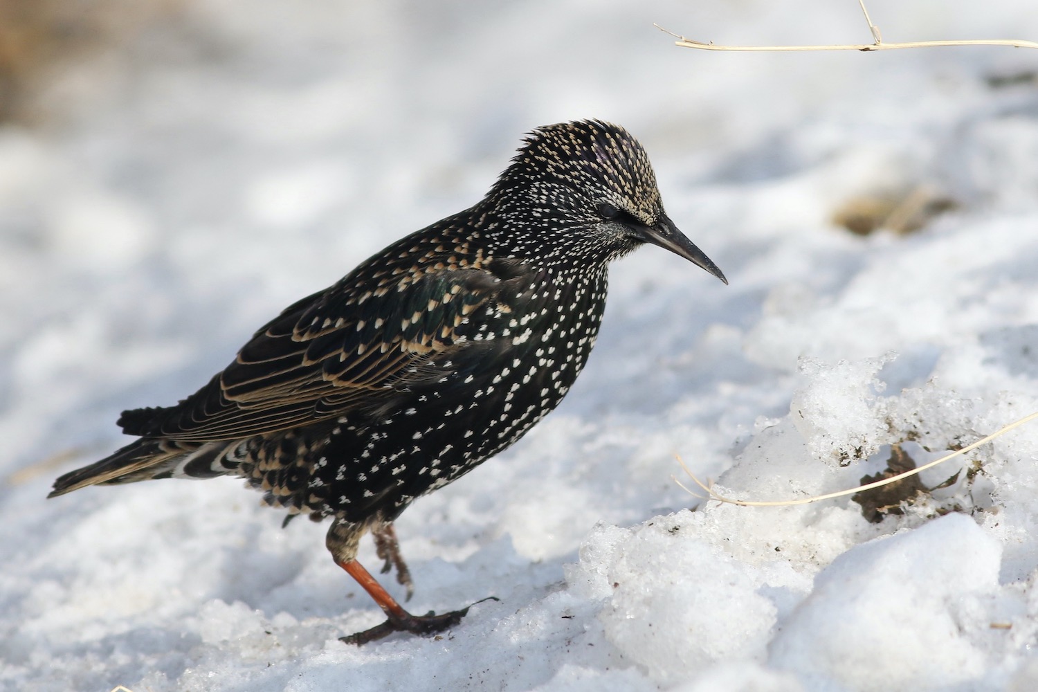 Starlings: eggs, babies & murmurations - Plantura