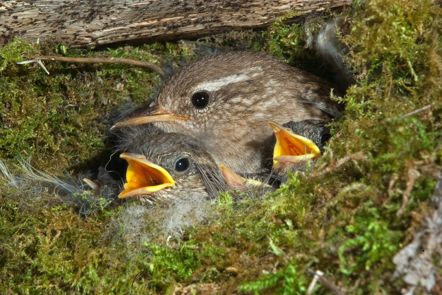 Wren: nest, song & eggs - Plantura