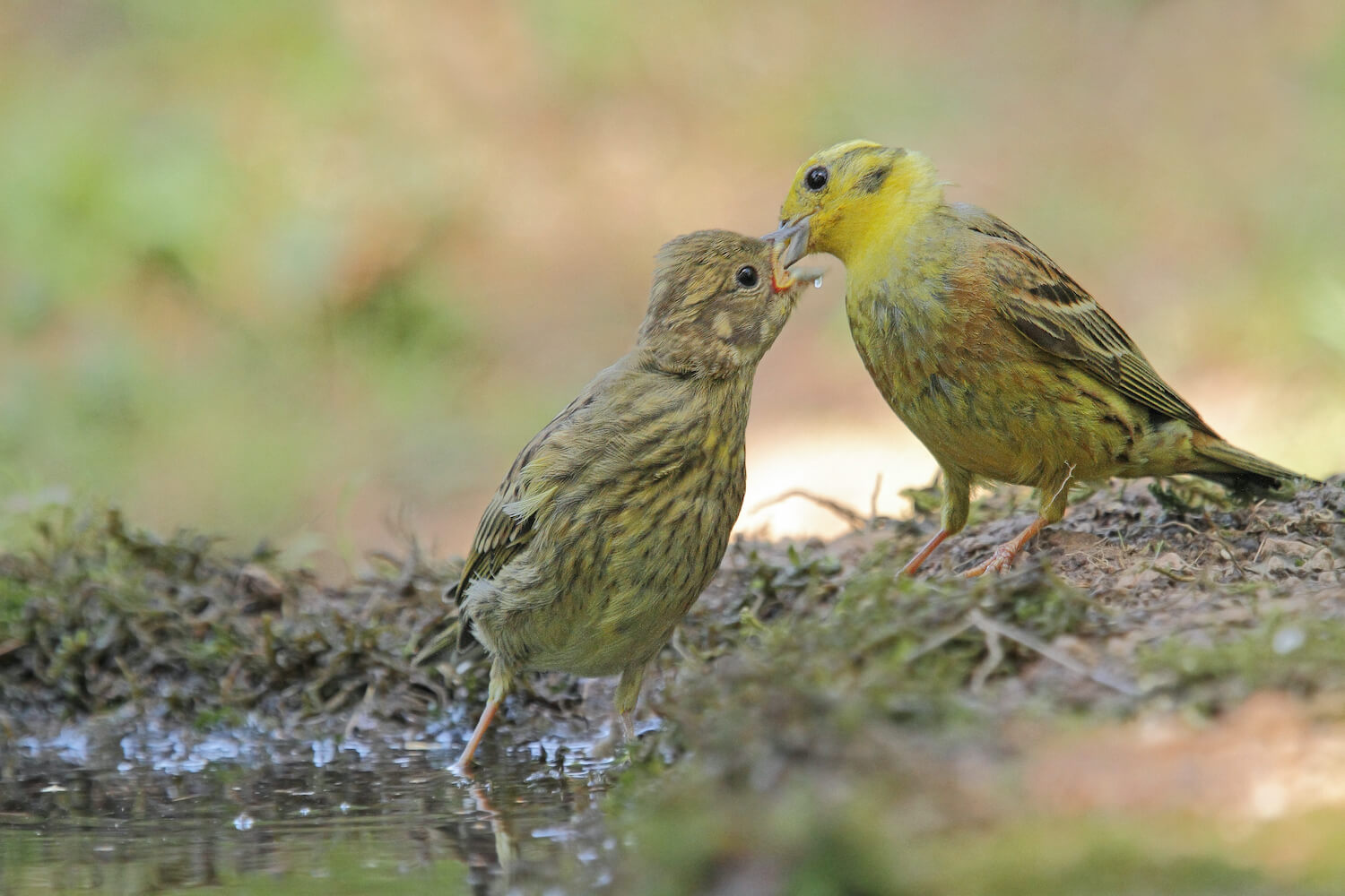 Yellowhammer: song, female & nest - Plantura