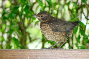 Blackbird: babies, eggs & song - Plantura