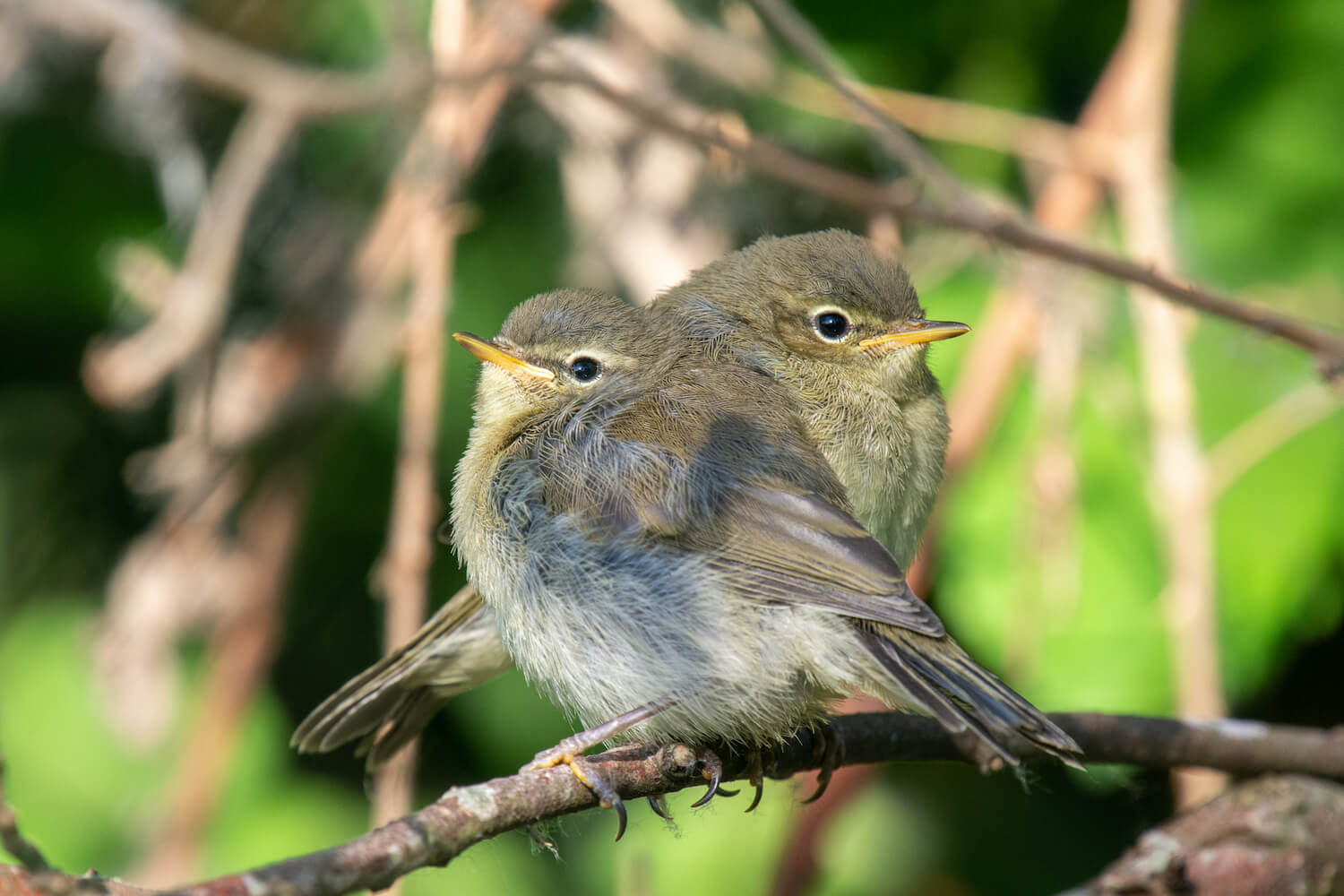 Chiffchaff: song, nest & identification - Plantura
