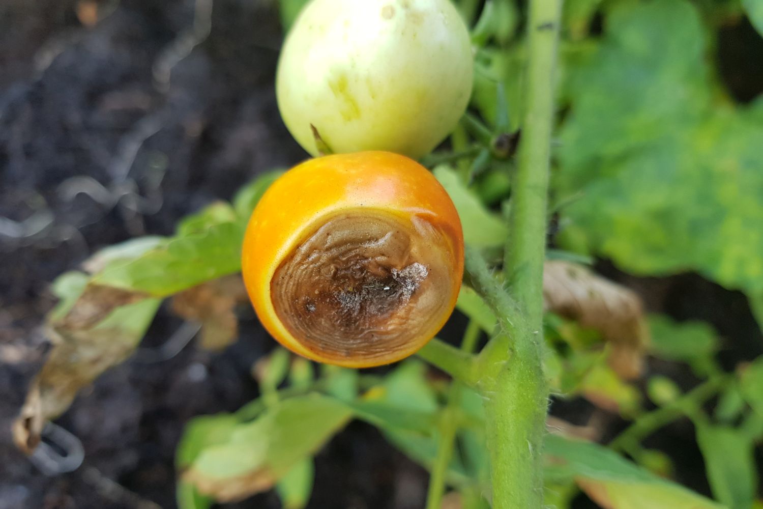 Tomato Banana Legs: growing & care - Plantura