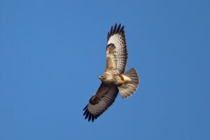Common buzzard: call, size & habitat - Plantura