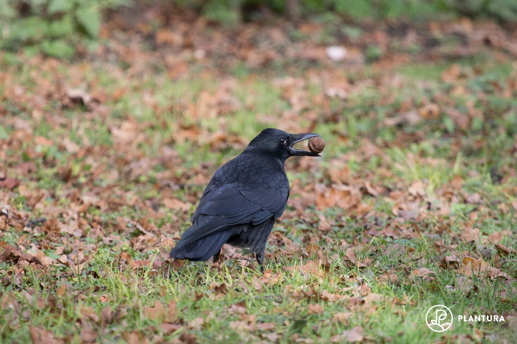Carrion crow: call, size & habitat - Plantura