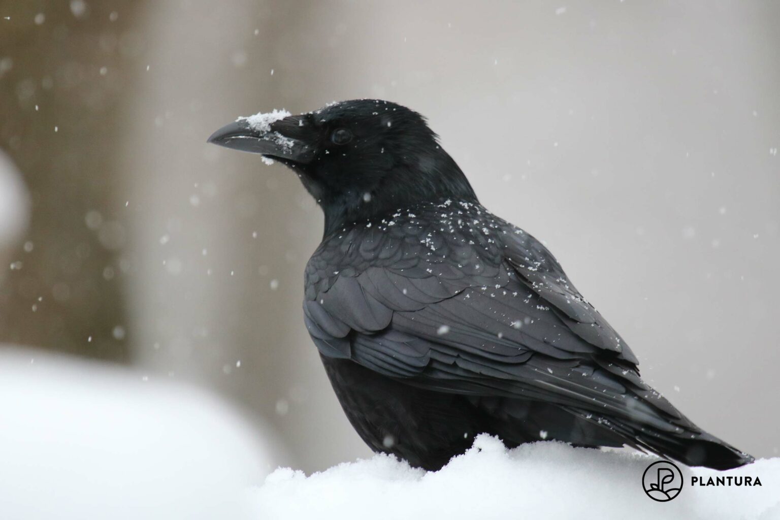 Carrion crow: call, size & habitat - Plantura