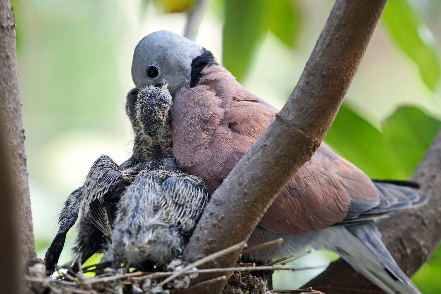Collared dove: call, eggs & food - Plantura