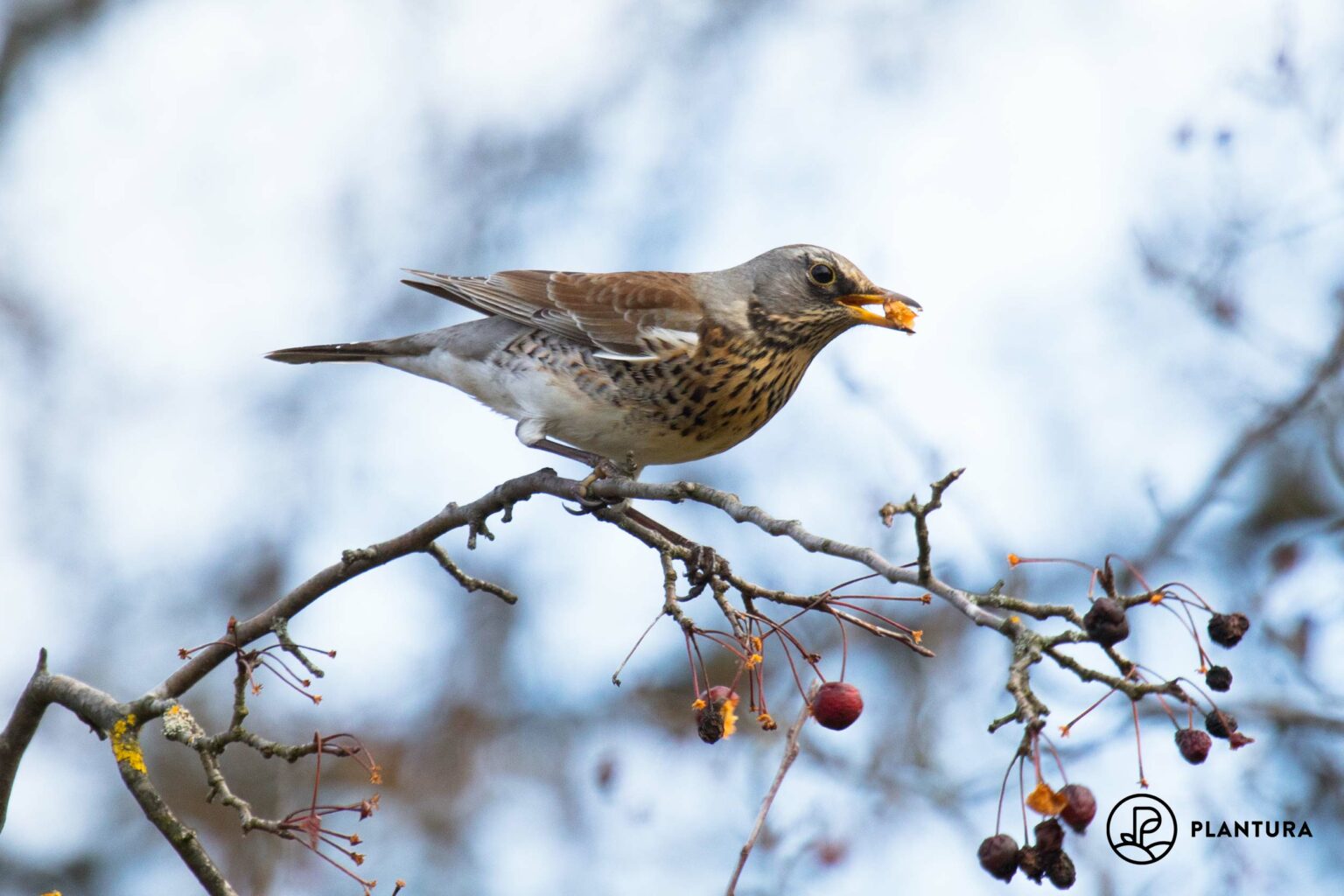 Fieldfare: call, food & migration - Plantura