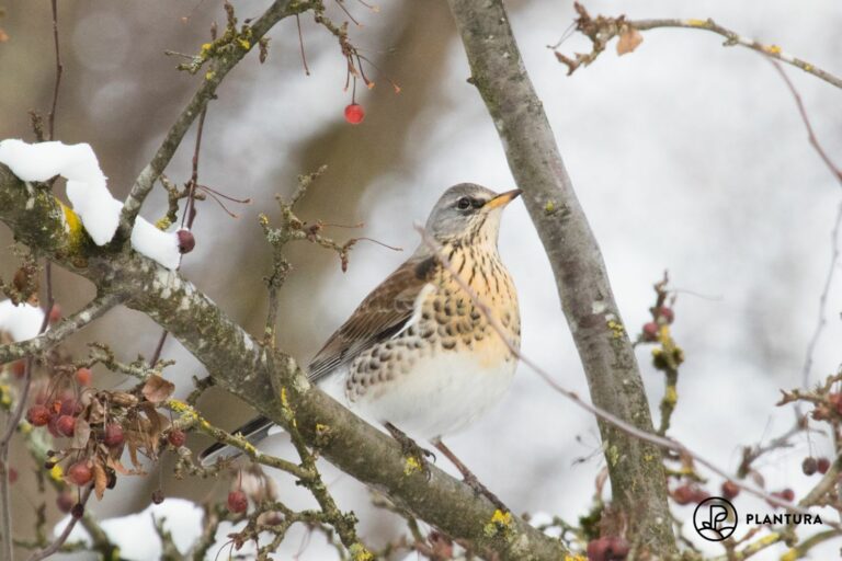 Fieldfare: call, food & migration - Plantura