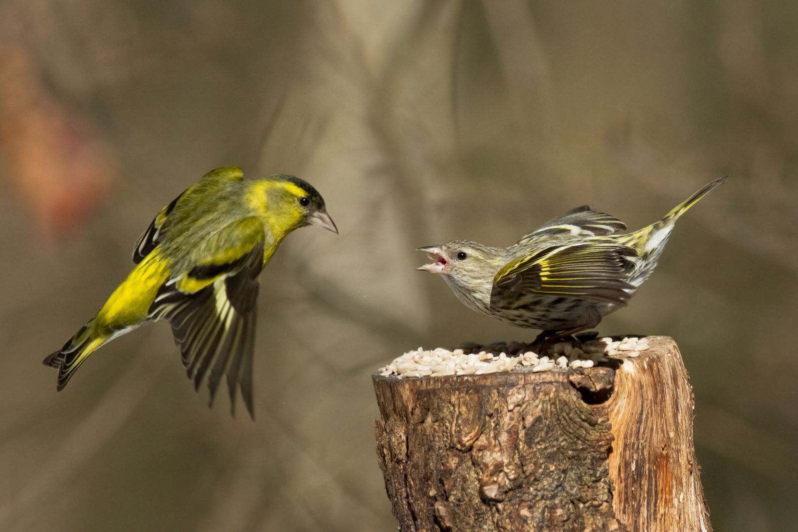 Siskin: song, breeding season & food - Plantura