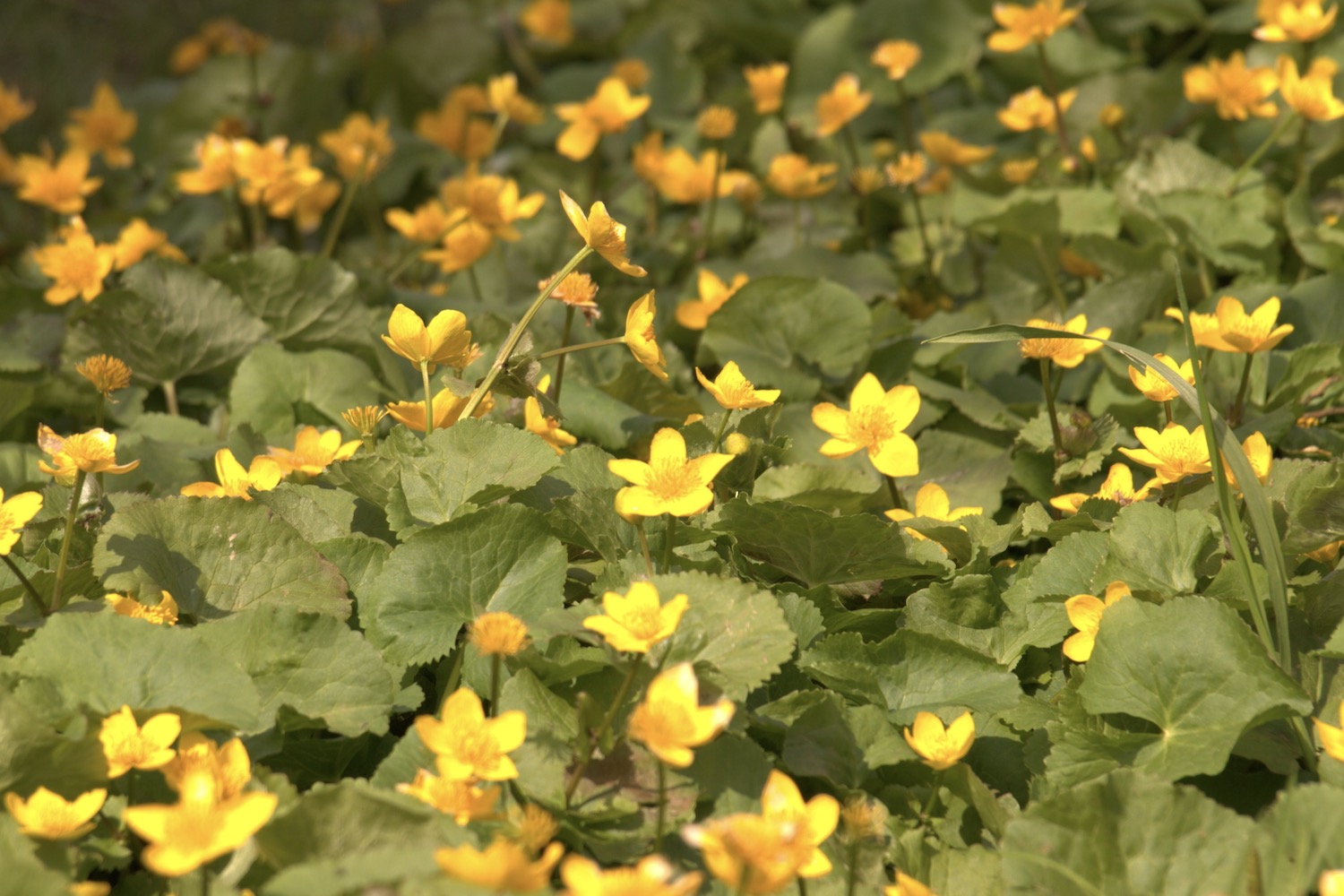 The 20 most beautiful ground cover plants - Plantura